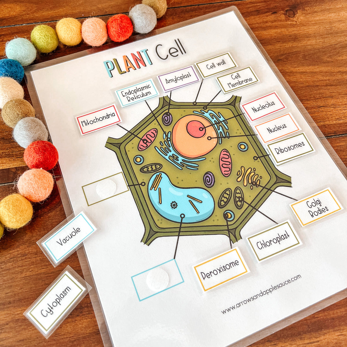 Plant Cell Printable Activity Set – Arrows And Applesauce
