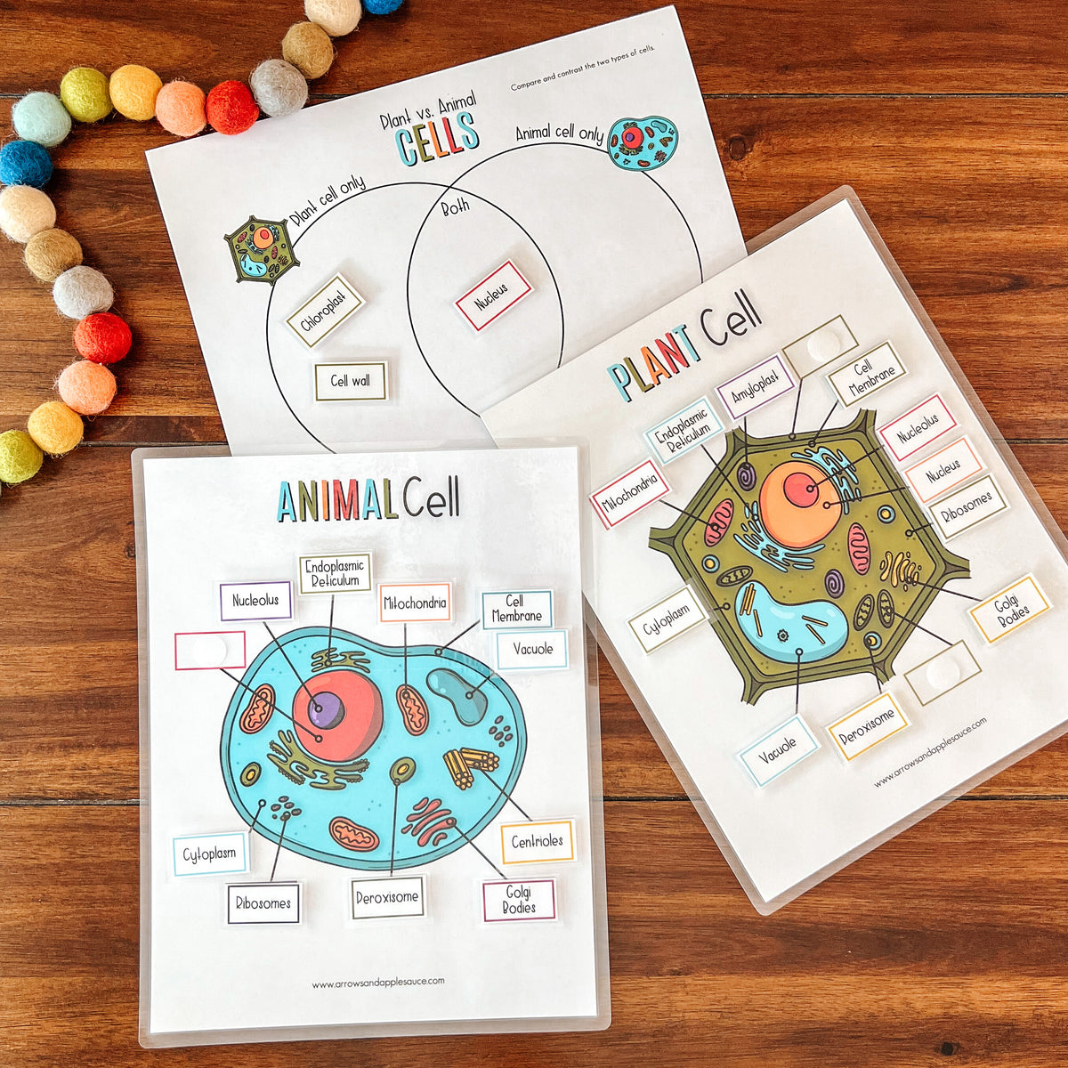 Cell Anatomy Printable Activity Set – Arrows And Applesauce