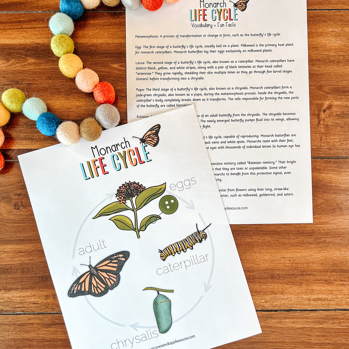 Monarch Butterfly Printable Life Cycle + Anatomy Set – Arrows And ...