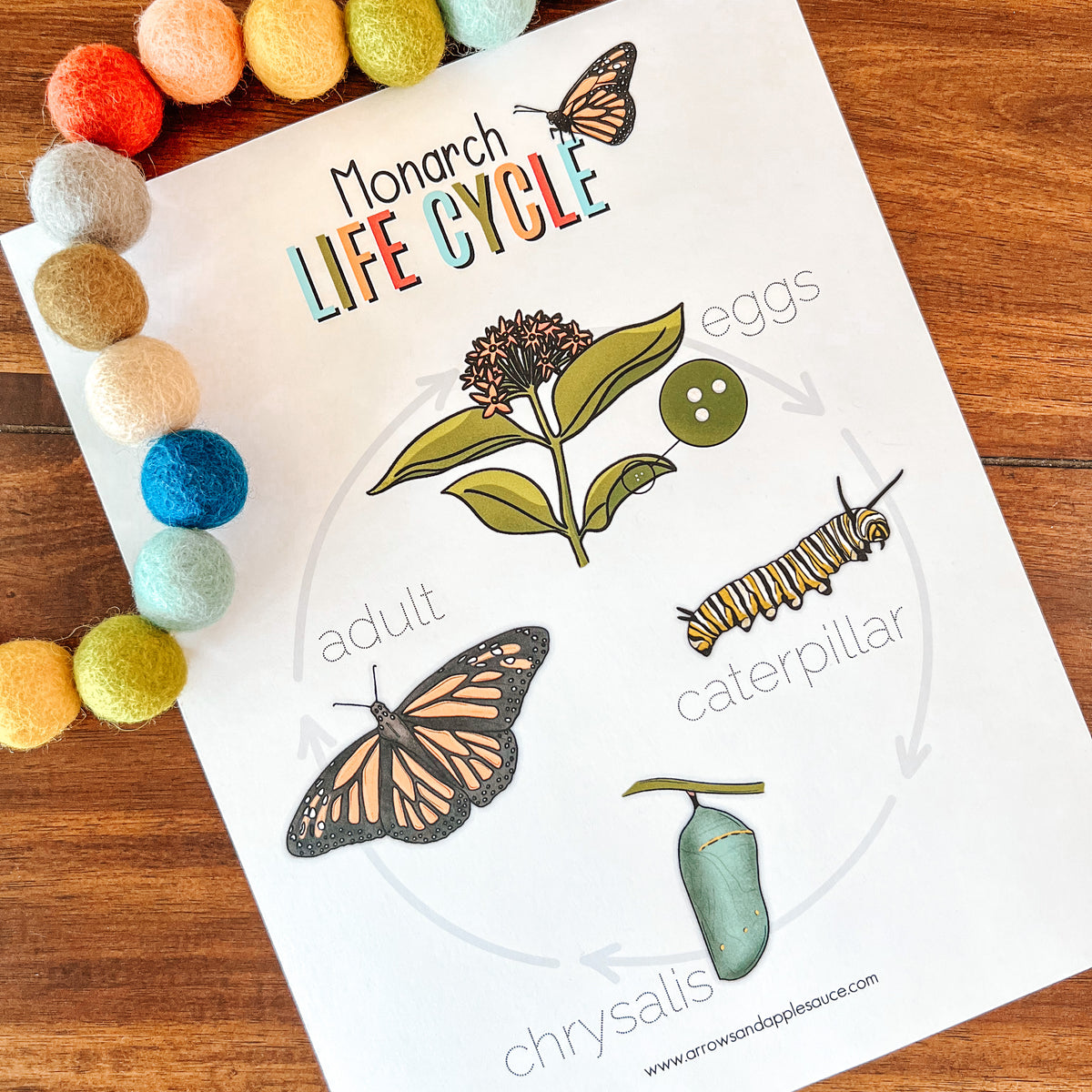 Monarch Butterfly Printable Life Cycle + Anatomy Set – Arrows And ...