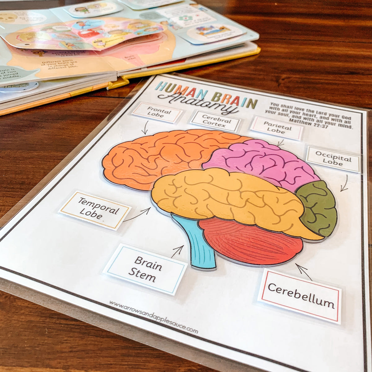 Human Brain Anatomy Printable Puzzle – Arrows And Applesauce