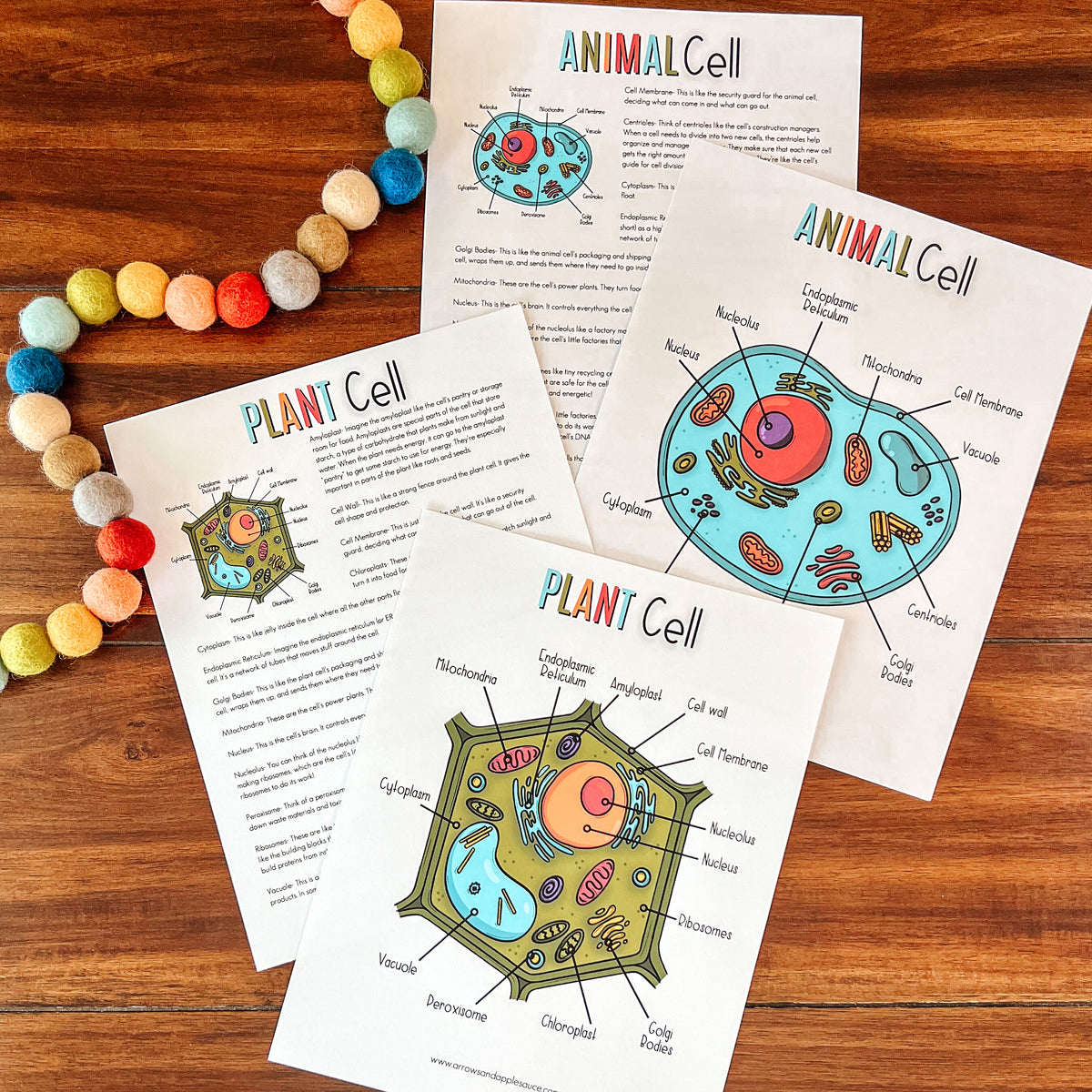 Cell Anatomy Printable Activity Set – Arrows And Applesauce