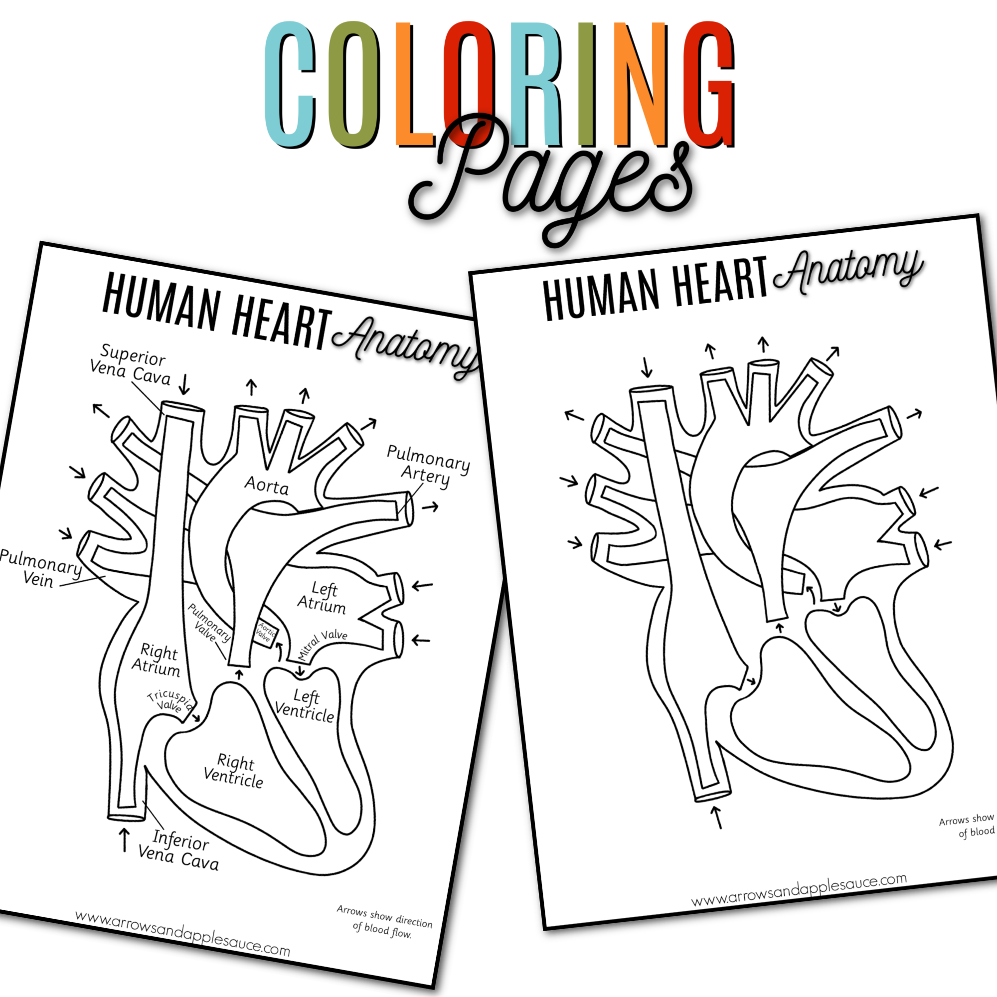 human heart coloring pages