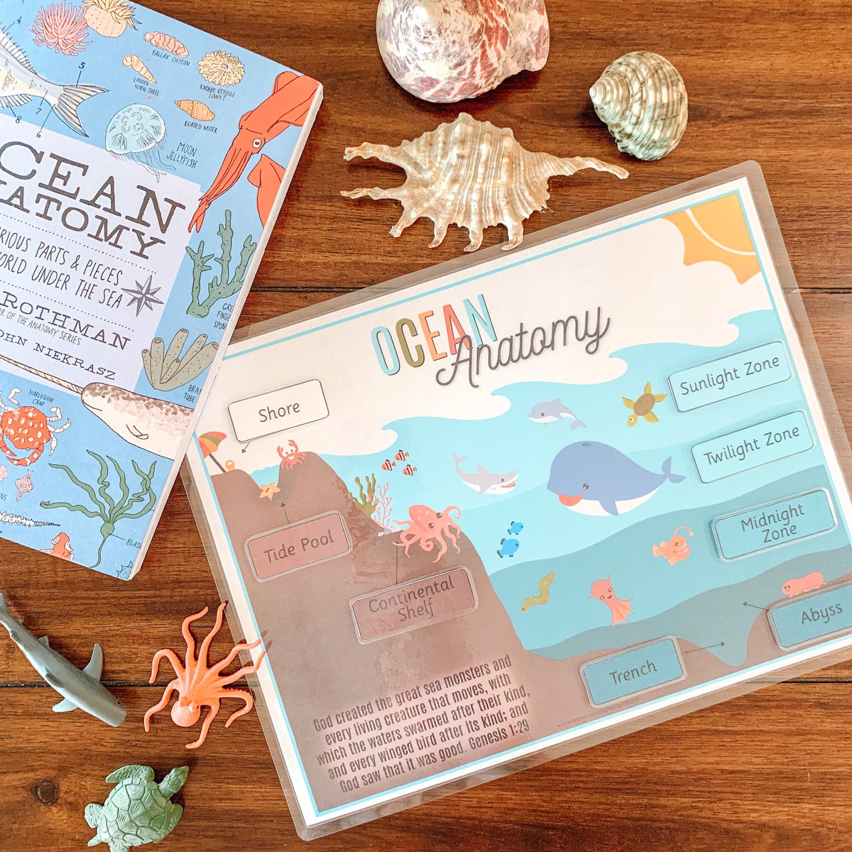 Ocean Zones & Anatomy Printable – Arrows And Applesauce